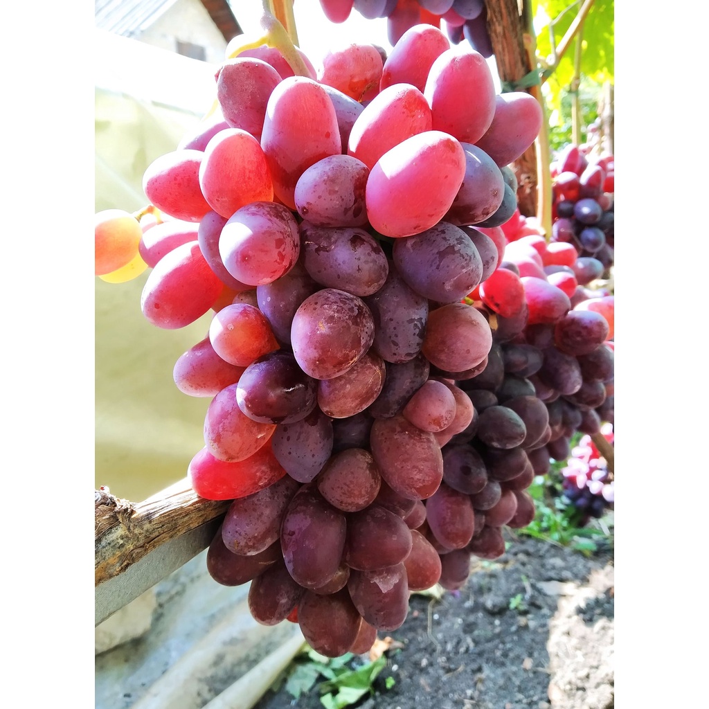 Jual Bibit Tanaman Buah Anggur Import Ninel Hasil Grafting Harga Petani ...