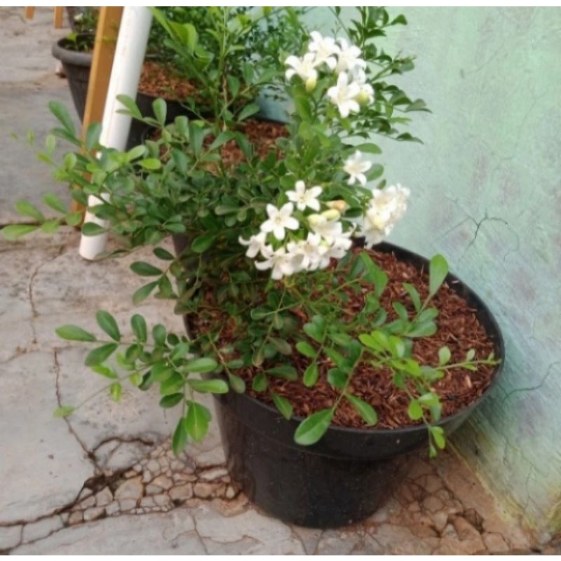 Jual Pohon Kemuning Micro Bunga Putih Tanaman Hias Pohon Kemuning Wangi ...