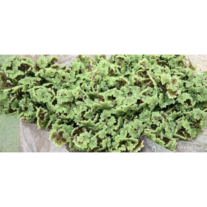 Jual Azolla 1Kg Indukan Fresh Bisa di Budidaya (GARANSI) Indonesia ...