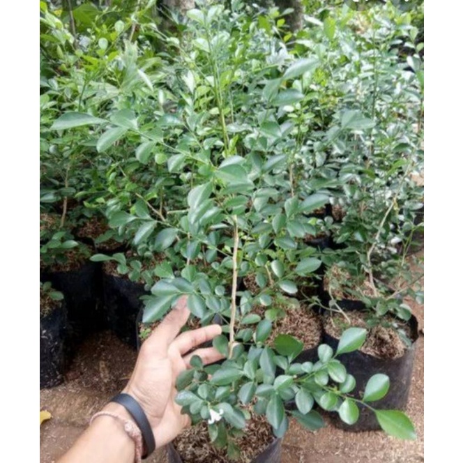 Jual Tanaman hias pohon bunga kemuning bunga putih wangi/melati ...