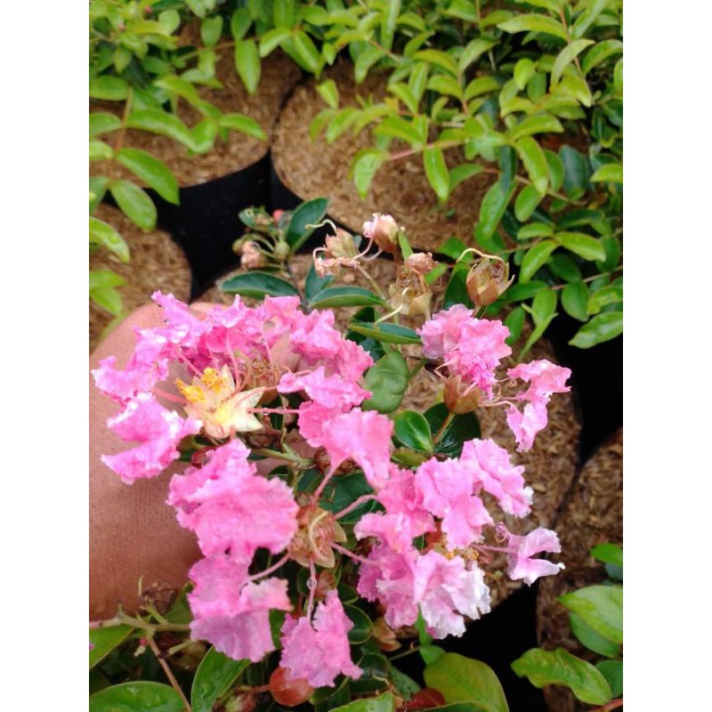 Jual Bunga Sakura Jepang mini /tanaman hias berbunga/Tanaman bahan ...