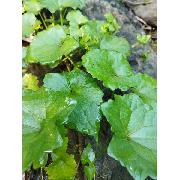 Jual Daun balakacida. sembung rambat 1 KG | Shopee Indonesia