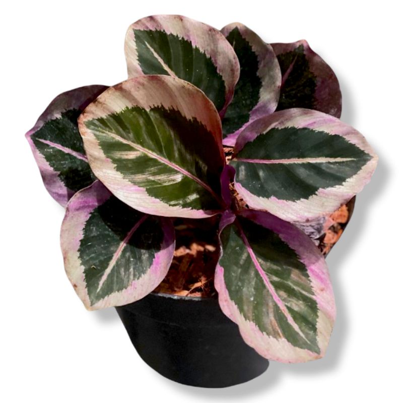 Jual Calathea Cynthia / Tanaman Hias Calathea Cynthia size anakan ...