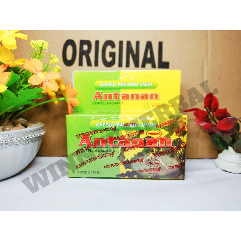 Jual antanan kapsul original | Shopee Indonesia