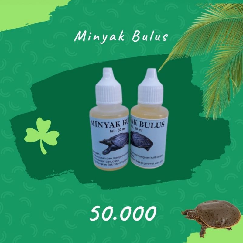 Jual Minyak Bulus 100% Original murni dari lemak bulus pilihan | Shopee ...