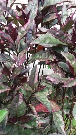 Jual Daun Handeuleum segar atau daun ungu 1000gram | Shopee Indonesia