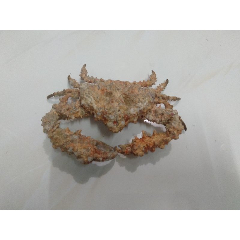 Jual Kepiting Batu asli LAUT kepiting langka sudah diawetkan | Shopee ...