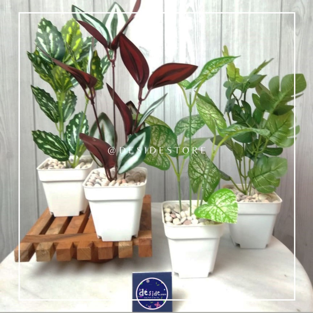 Jual Aneka Tanaman Mini Monstera Branch Imitasi dengan Pot Kotak Cantik ...