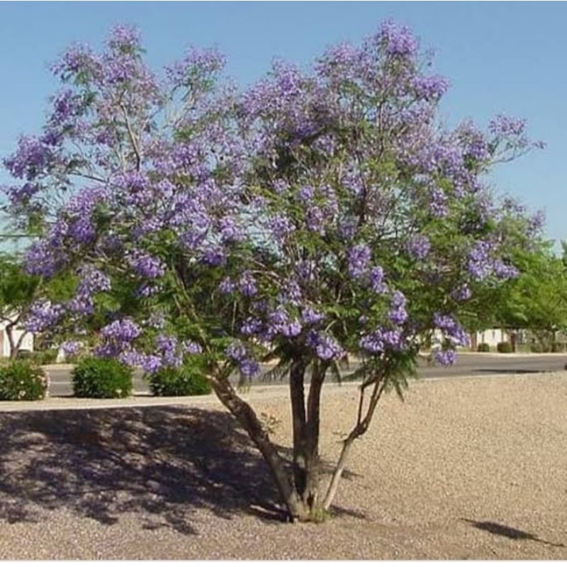 Jual Pohon jakaranda bunga ungu tinggi 150cm | Shopee Indonesia