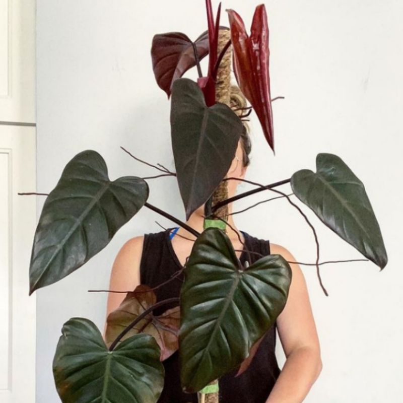 Jual Tanaman Hias Philodendron Dark Lord Bunga Pilo | Shopee Indonesia