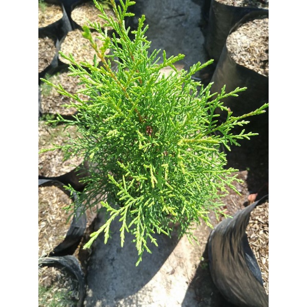 Jual Tanaman hias pohon Cemara rentes ( wangi ) | Shopee Indonesia