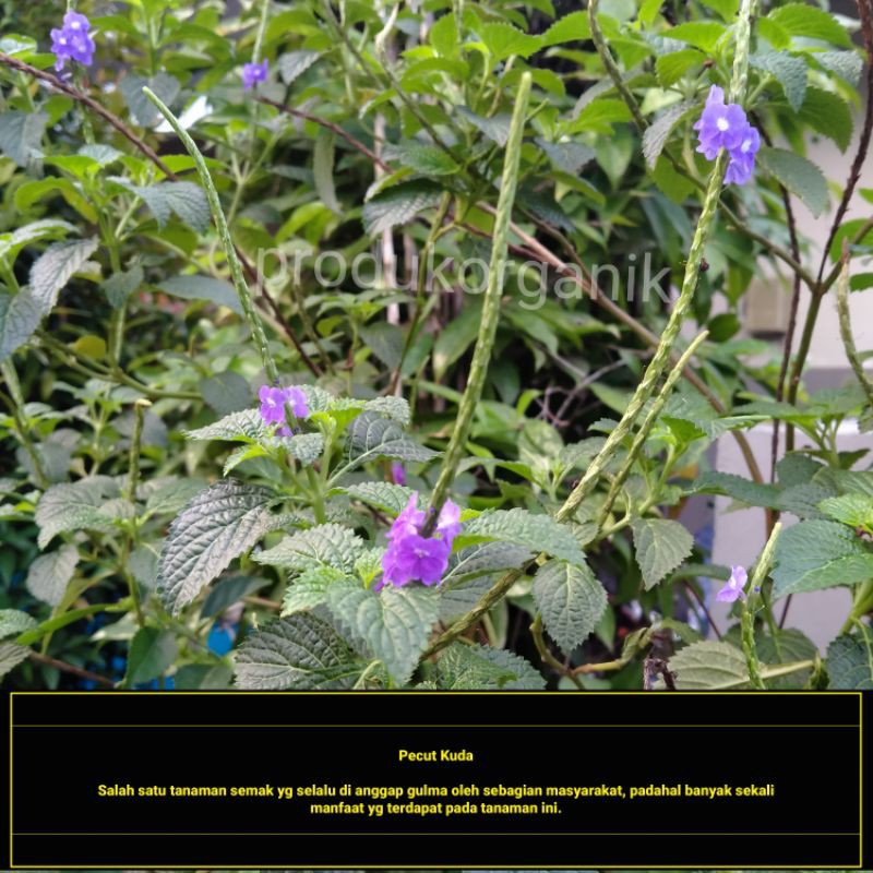 Jual Tanaman Pecut Kuda Daun Jarong Kandikandilaan Yulongbian Tanaman ...