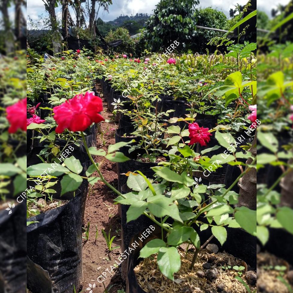 30+ Bunga Mawar Kampung Wangi - Gambar Bunga Indah