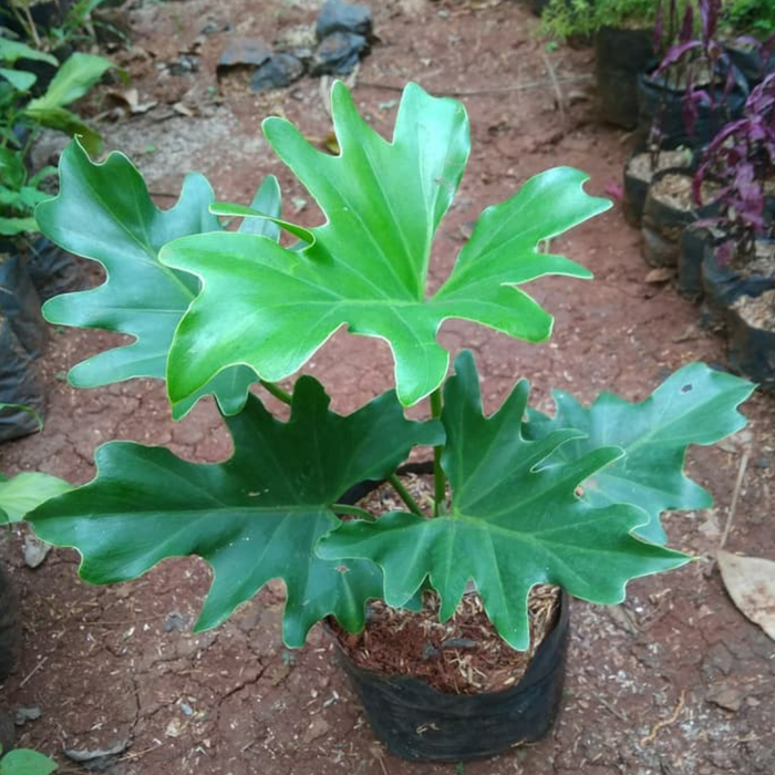 Jual tanaman hias monstera jari - philodendron jari - tanaman indoor ...