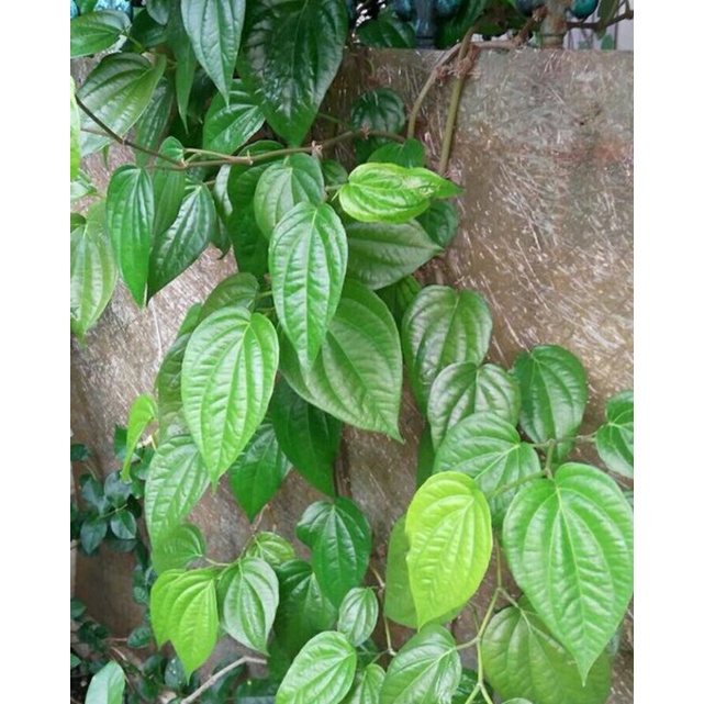 Jual Daun Sirih Segar [Harga Perlembar] | Shopee Indonesia