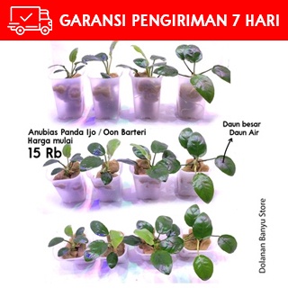 Jual TANAMAN ANUBIAS PANDA IJO / OON | Bercak Aquascape | Tanaman Air ...