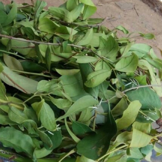 Jual benalu jeruk nipis segar 250gr | Shopee Indonesia Jual benalu jeruk nipis segar 250gr | Shopee Indonesia