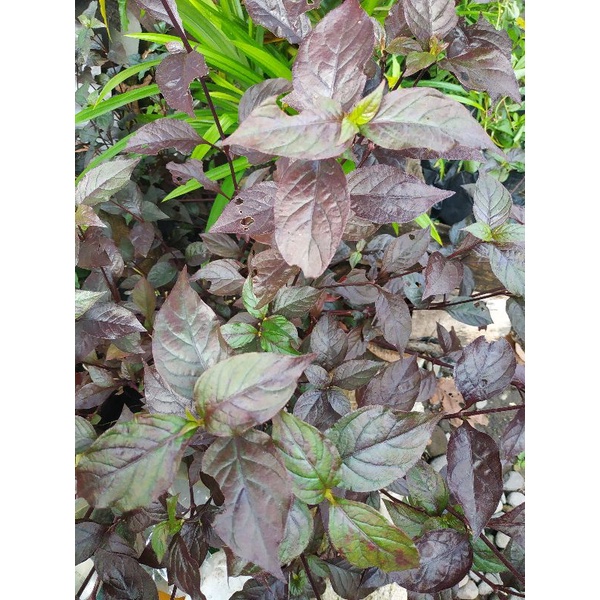 Jual Tanaman Daun Putri, Daun Ungu (Graptophyllum Pictum) | Shopee ...