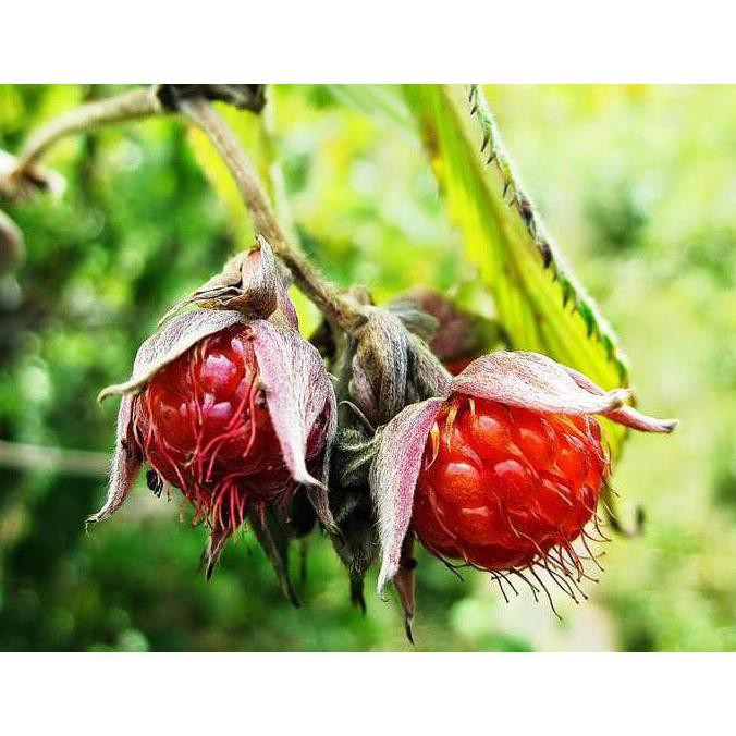 Jual Sh0Ping Arbei Hutan / Arbenan / Bibit Tanaman Hidup Pohon Buah ...