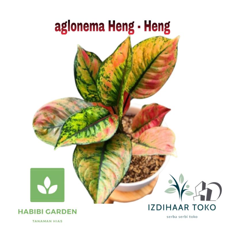 Jual Tanaman hias ( Pohon tanaman hias hidup ) Macam macam Tanaman hias ...