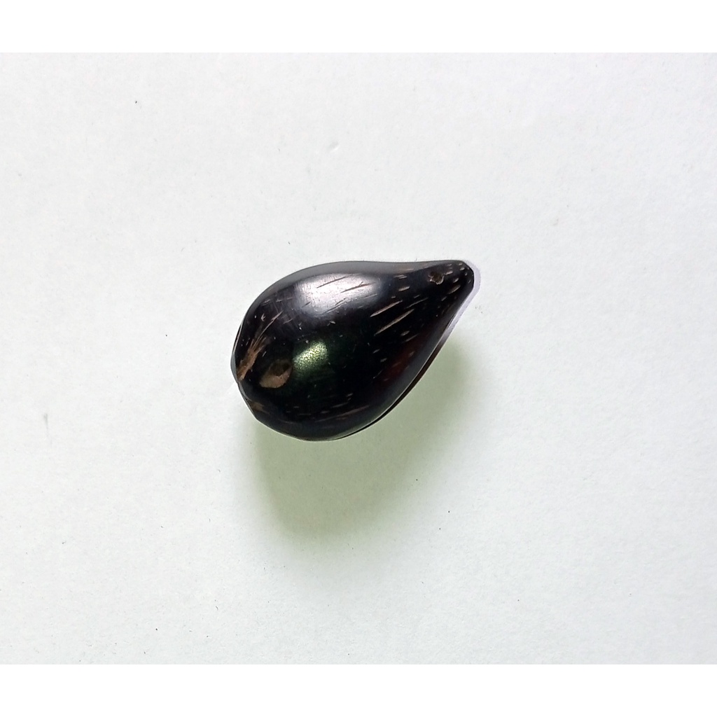 Jual MUSTIKA KELAPA HITAM ASAL KALIMANTAN | Shopee Indonesia