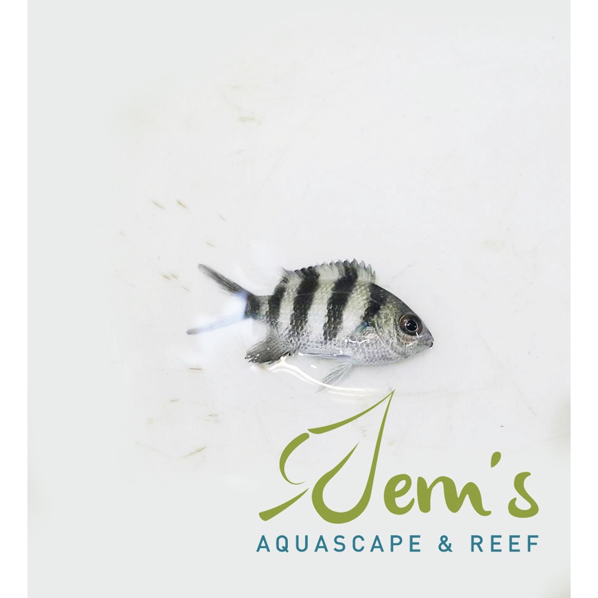 Jual Ikan Air Laut Betok Sersan Mayor (Sergeant Major Fish) | Shopee ...