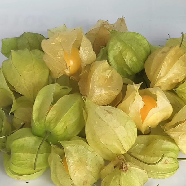 Produk ciplukan_ | Shopee Indonesia