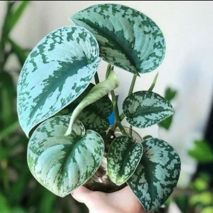 Jual Tanaman hias gantung sri gading silver/pohon sri gading murah ...