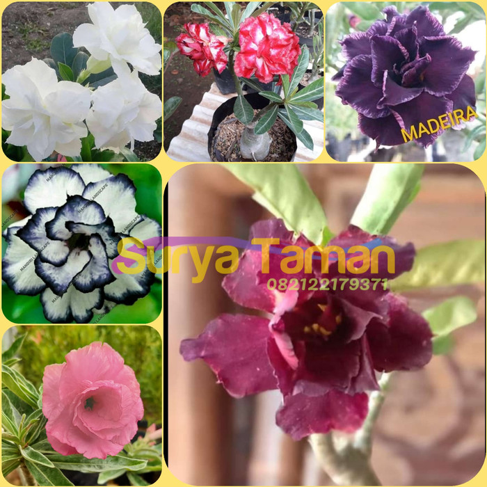 Jual Paket 6 Pohon Bibit Adenium Bunga Tumpuk-Kambija Jepang Bunga ...