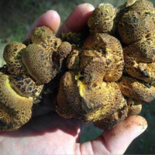 Jual Jamur so jamur melinjo jamur langka | Shopee Indonesia