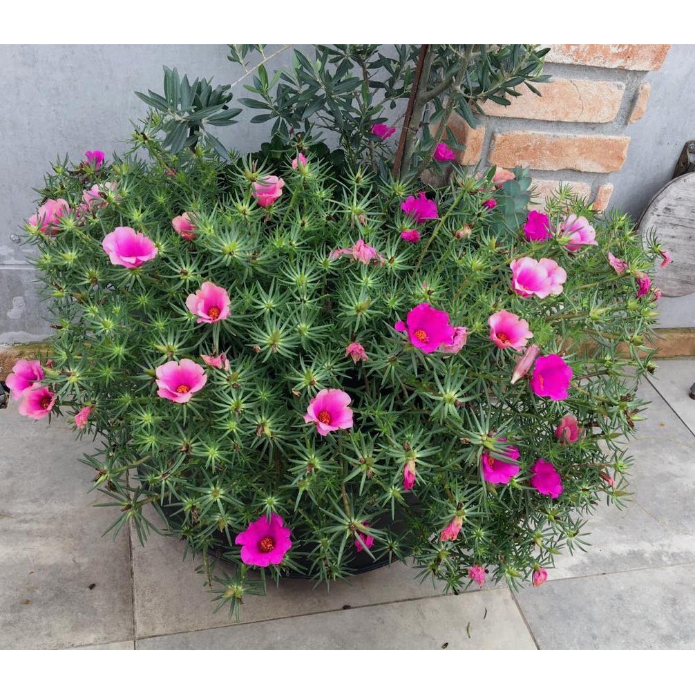 Jual TANAMAN HIAS PORTULACA GRANDIFLORA | BUNGA SUTRA BOMBAY | Shopee ...