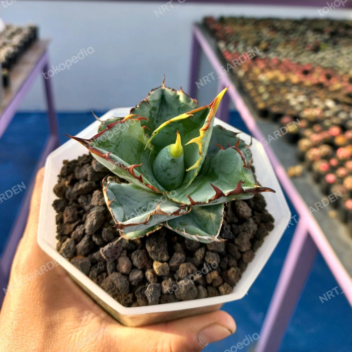 Jual Tanaman Hias Sukulen // Agave Titanota Blue and Black | Shopee Indonesia