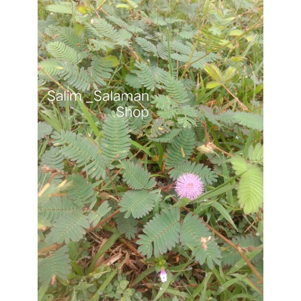 Jual Daun Putri Malu (Mimosa pudica) | Shopee Indonesia