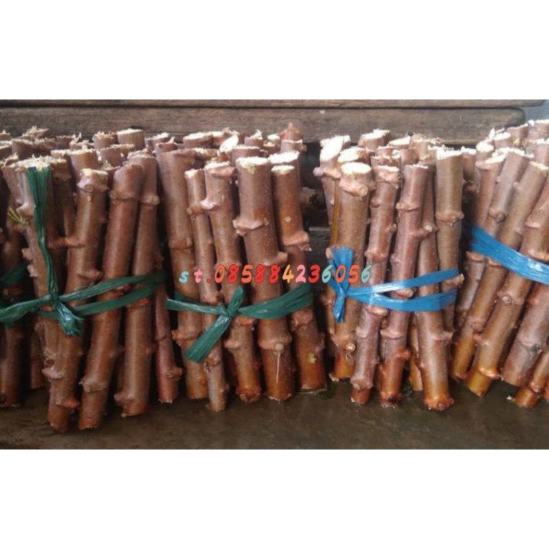 Jual batang stek singkong keju - singkong petani bogor | Shopee Indonesia