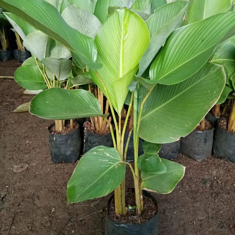Jual TANAMAN HIAS CALATHEA DAUN PISANG / CALATHEA LUTEA Indonesia ...