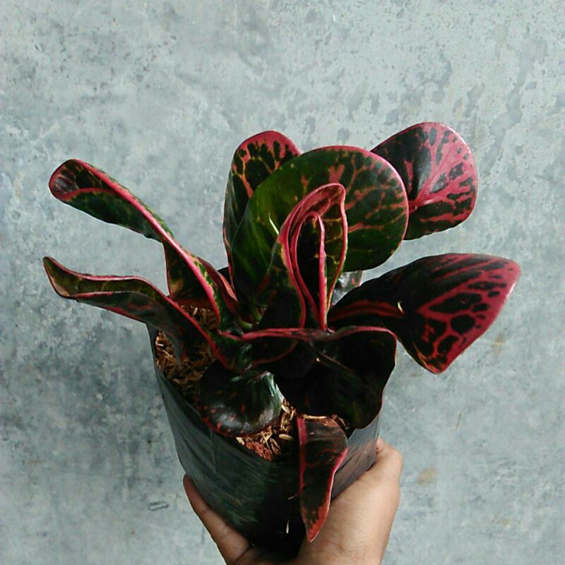 Jual PURING KERUPUK / CODIAEUM VARIEGATUM BI / OUTDOOR PLANT / TANAMAN ...