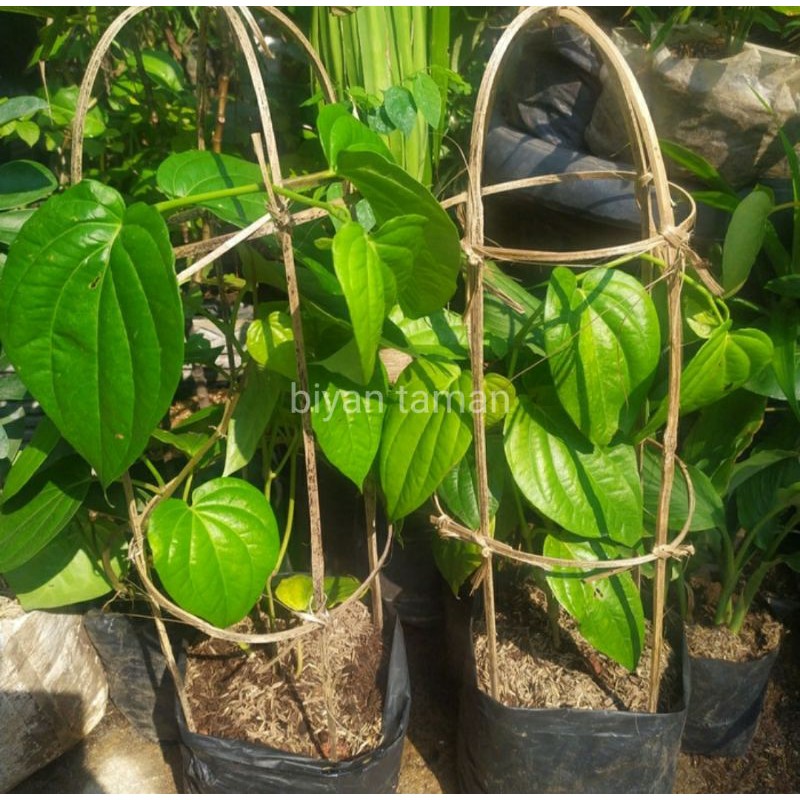 Jual Tanaman sirih hijau rimbun | Shopee Indonesia