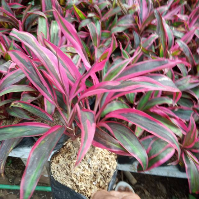 Jual Tanaman hias hanjuang mini / pohon andong merah mini / Tanaman ...
