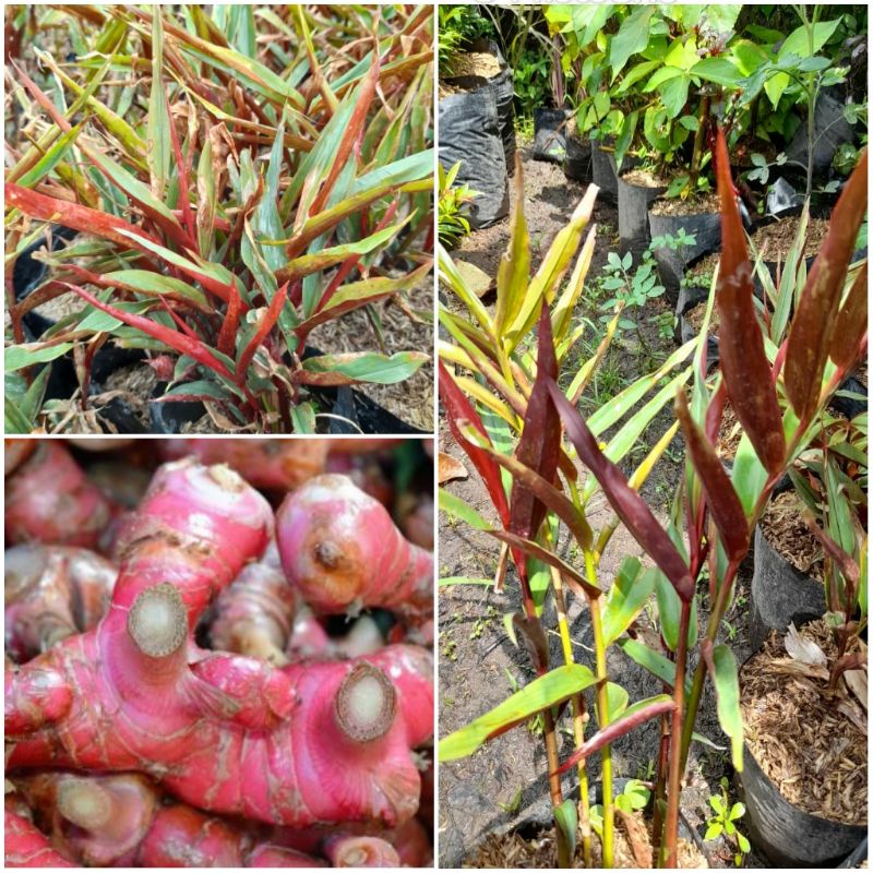 Jual Tanaman Jahe Merah Herbal Kaya Manfaat | Shopee Indonesia