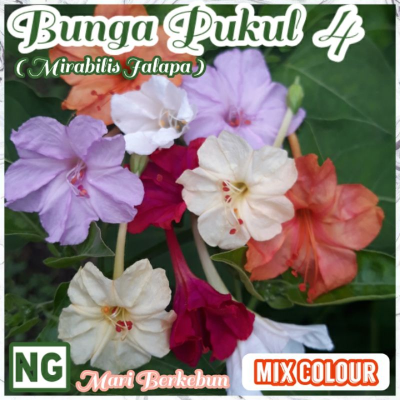 Jual 100 Benih Biji Bunga Pukul Empat Mix 6 Warna Mirabilis Jalapa ...