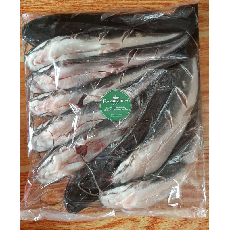 Jual Ikan Lele Segar 500 gram | Shopee Indonesia