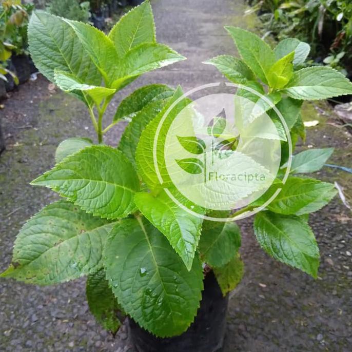 Jual BIBIT POHON BUNGA BOKOR/TANAMAN HIAS BUNGA BOKOR HORTENSIA ...