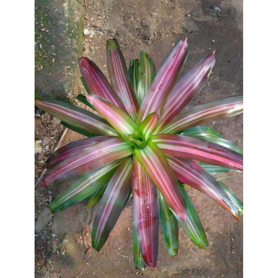 Jual tanaman hias bromelia varigata tricolor/tanaman hias bromel cantik ...