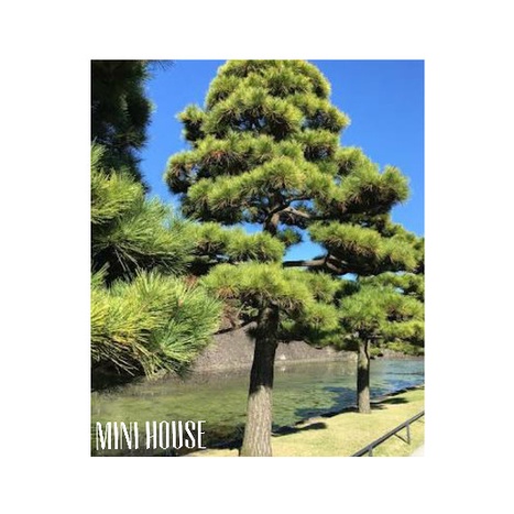 Jual BIJI BIBIT BENIH POHON PINUS PUTIH JEPANG | Shopee Indonesia