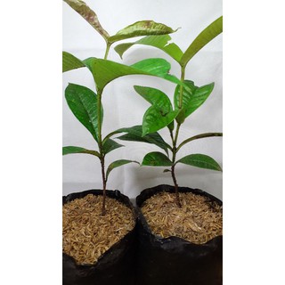 Jual Bibit Pohon Puspa - Pohon Seru - Tanaman Puspa -Pohon Medang Gatal ...