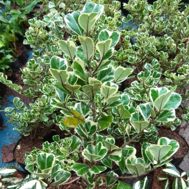 Jual Tanaman Hias Ficus Triangularis - Beringin Kupu-Kupu Varigata ...