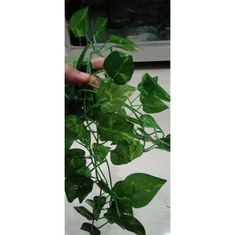 Jual Daun rambat murah sirih gading dekorasi dinding meteran | Shopee ...