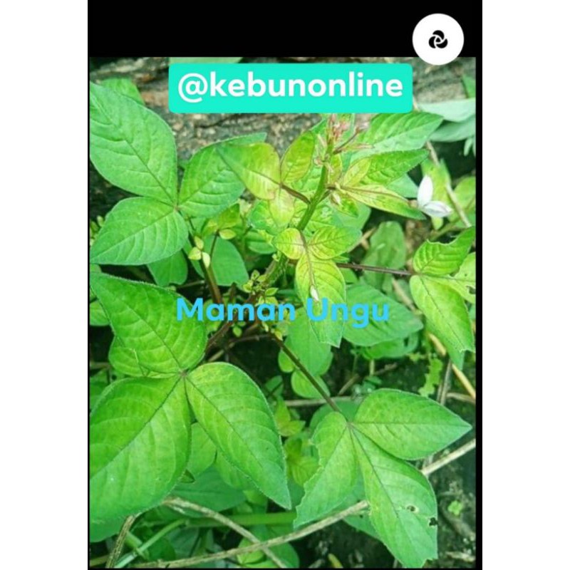 Jual Biji Benih Maman Ungu Lanang Daun Boboan | Shopee Indonesia