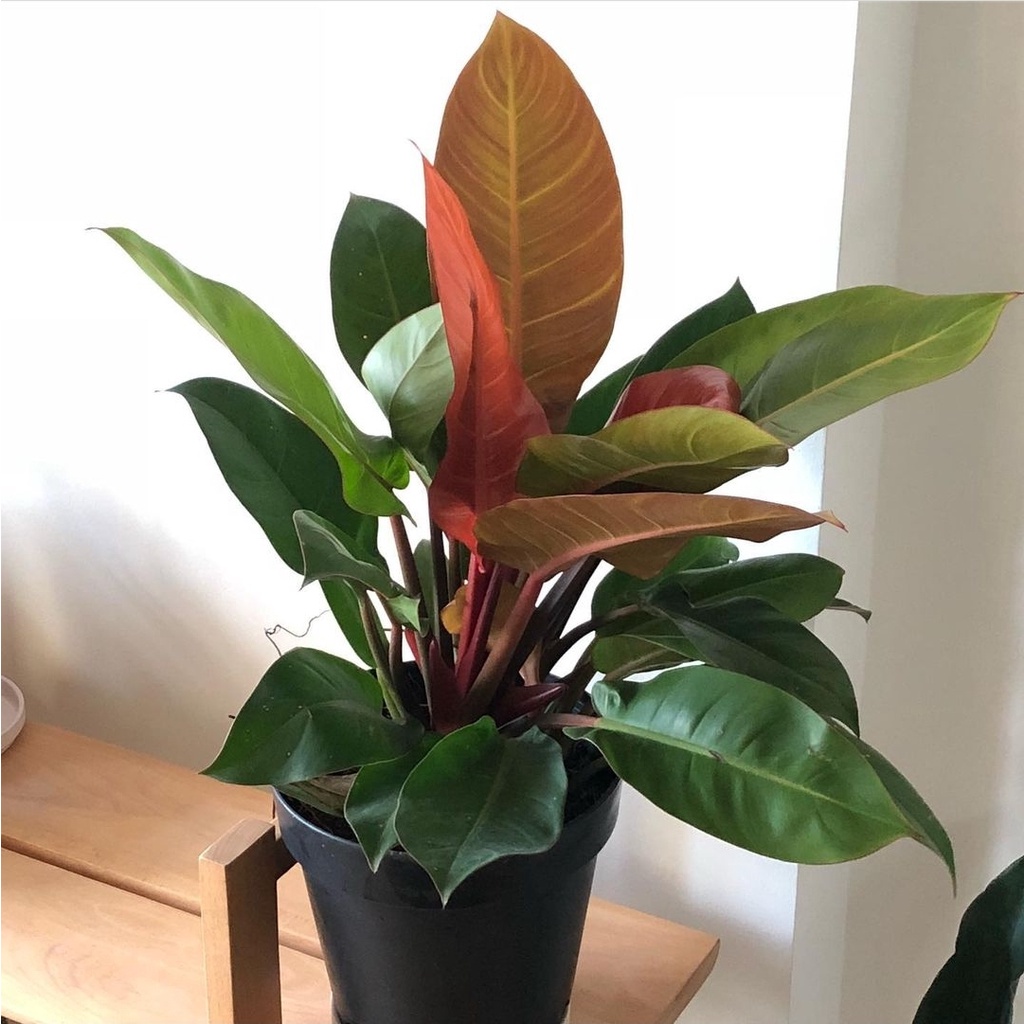 Jual Philodendron Red Congo Philo Anakan Tanaman Pilodendron Tanaman ...