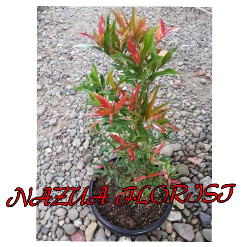 Jual tanaman bunga pucuk merah (30cm) | Shopee Indonesia